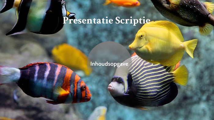 Presentatie Scriptie by Denise Borst on Prezi