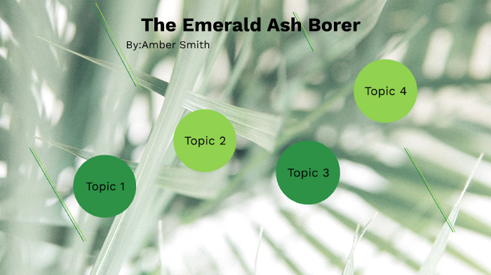 Invasive species- Emerald Ash Borer by Amber Smith on Prezi