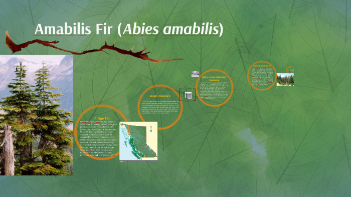 Amabilis Fir (Abies amabilis) by Tianna Comer on Prezi