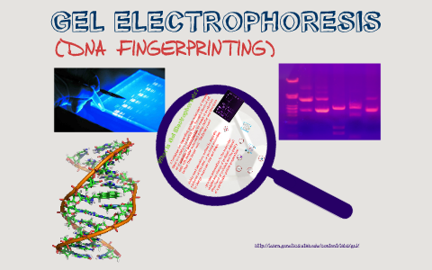 Gel Electrophoresis (DNA Fingerprinting) by Vicky Wong on Prezi