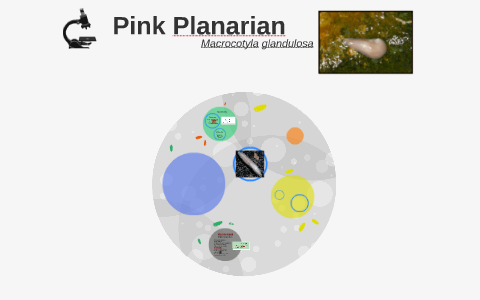 Pink Planarian by Meg Adams on Prezi