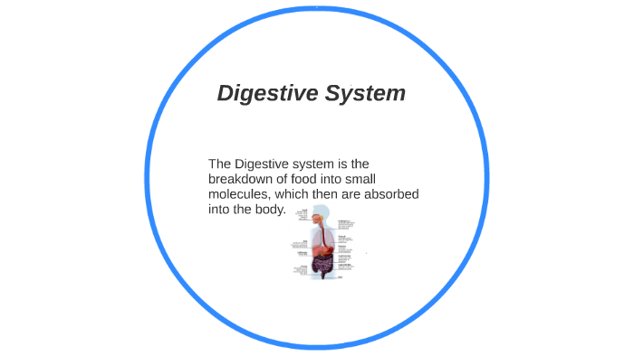 Digestive System by Maley Witherite