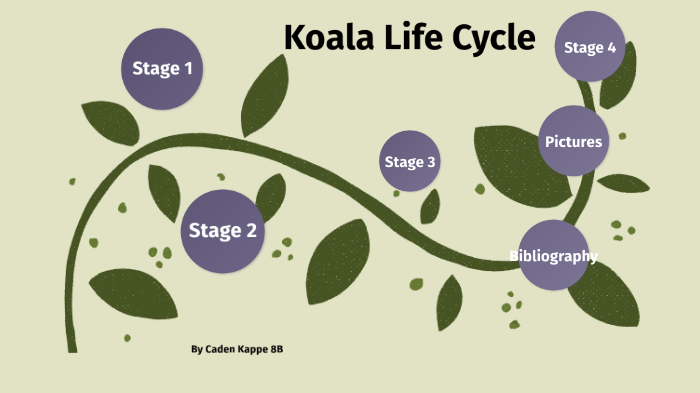 Life Cycle of a Koala by Caden Kappe on Prezi