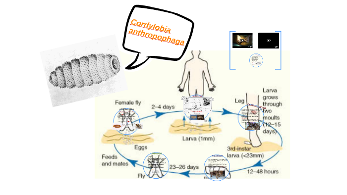 Cordylobia anthropophaga by Ting-Yun Ma on Prezi