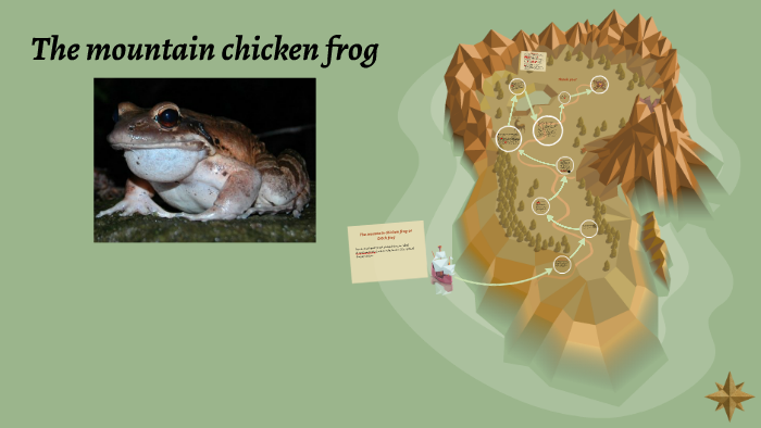 The mountain chicken frog by Marshall Thomas on Prezi