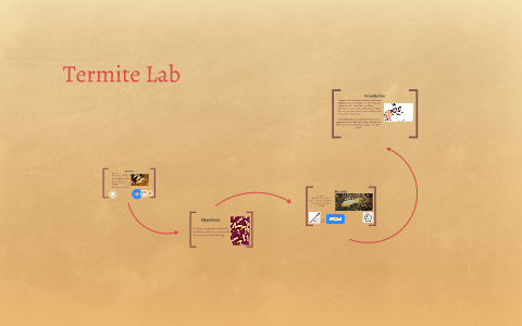 Termite Lab by Angela DellaTorre on Prezi
