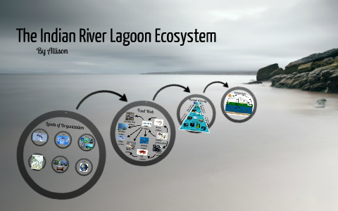The Indian River Lagoon Ecosystem - Biology Honors by Allison Smuk on Prezi