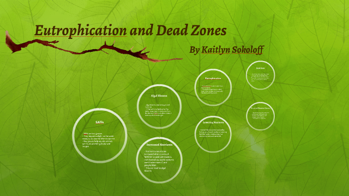 Eutrophication and Dead Zones by Kaitlyn Sokoloff on Prezi