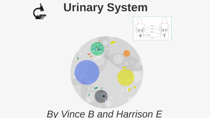Urinary System by Vincent Burrell