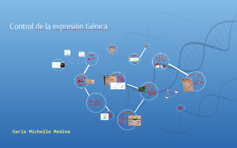 Control de la expresión Génica by on Prezi