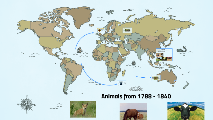 Animals from the first fleet by nickola labruna on Prezi