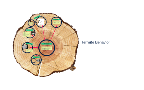 Termite Behavior by on Prezi