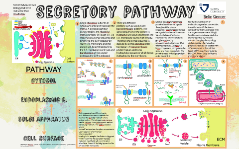 Secretory Pathway by S G on Prezi