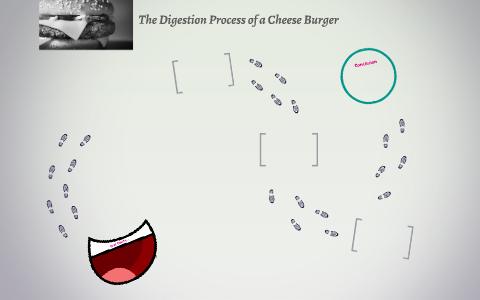 The Digestion Process of a Cheese Burger by Johanna Buryn on Prezi