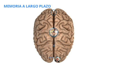 Memoria a Largo Plazo by Alejandra Vargas on Prezi