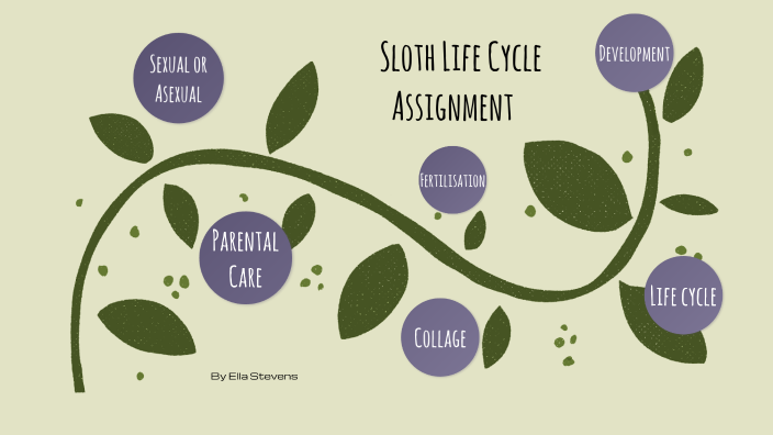 Sloth Life Cycle Assignment by Ella Stevens on Prezi
