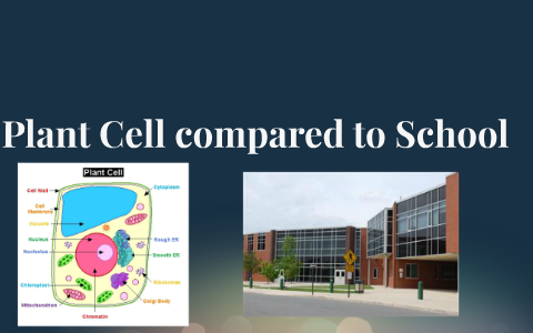 Plant Cell compared to School by Tiffany Smith on Prezi