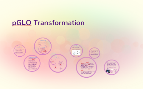 pGLO Transformation by Heather Delano on Prezi