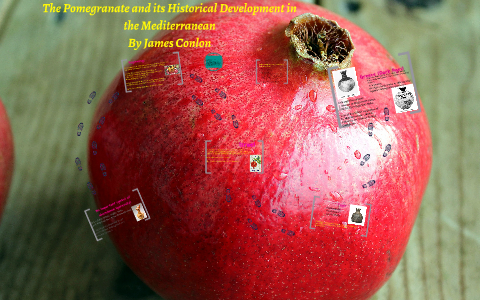The Pomegranate and its Historical Development in the Medite by James ...