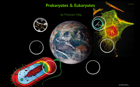 Prokaryotes & Eukaryotes by Francesca Veley on Prezi