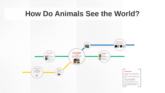 How Do Animals See the World? by Anna Arkonovich on Prezi