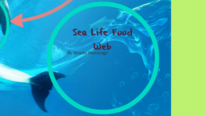 Sea Life Food Web by Tracy Barcavage