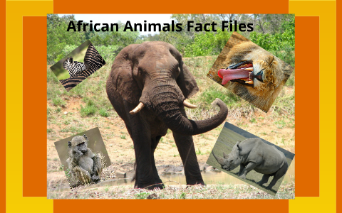 African Animals Fact File by Petrus Du Toit on Prezi