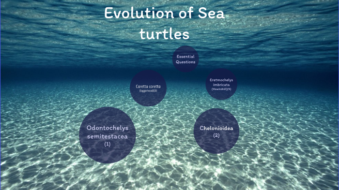 Evolution of the Sea turtle by Mason Blair on Prezi