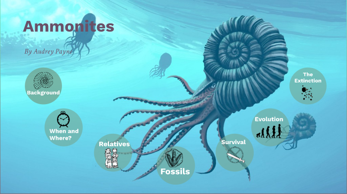 Ammonites Presentation Audrey Payne by Hermione Granger on Prezi
