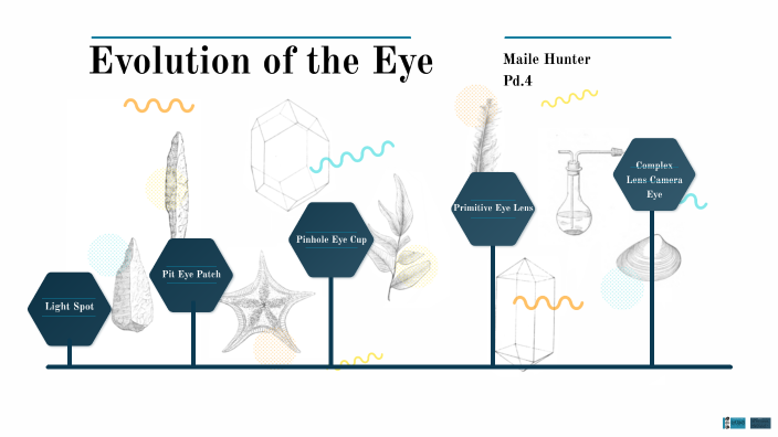 Evolution of the Eye by Maile Hunter on Prezi