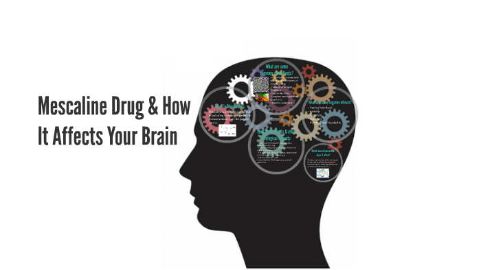 Mescaline Drug & How It Affects Your Brain by Catherine Seaman on Prezi