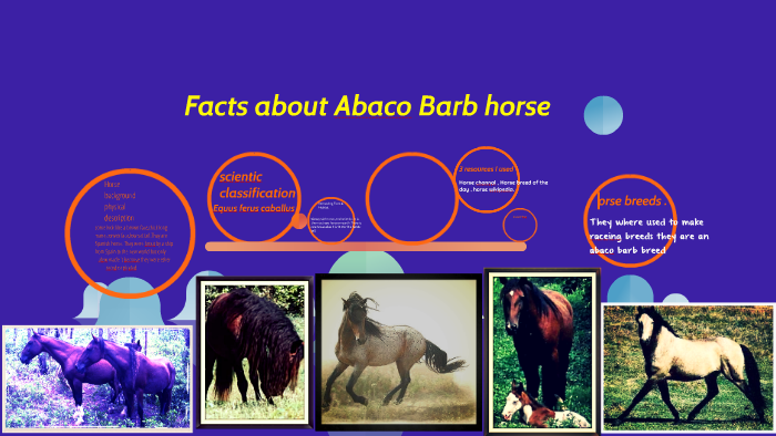 Facts about Abaco Barb horse by Ashton Marshall on Prezi