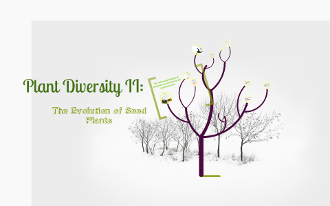 Chapter 30: Plant diversity II by Kayla C on Prezi