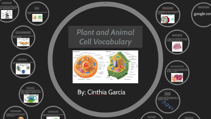 Plant and Animal Cell Vocabulary by Cinthia Garcia on Prezi