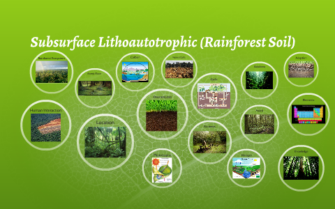 Subsurface Lithoautotrophic (Rainforest Soil) by Angus Lawson on Prezi