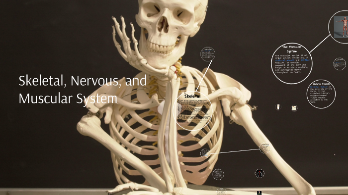 Skeletal, Nervous, and Muscular System by Yaw Gideon on Prezi