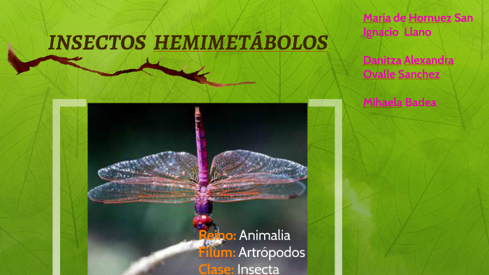 INSECTOS ARTRÓPODOS by Mihaela Badea on Prezi