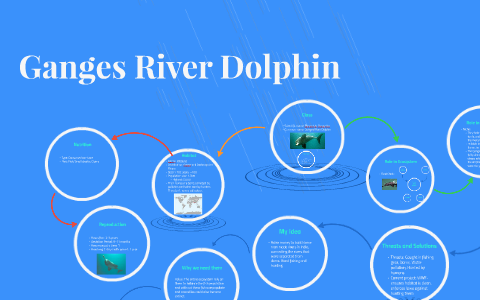 Ganges River Dolphin by Allie Stover on Prezi