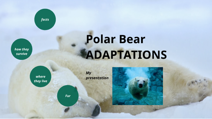 Polar Bear adaptations by Nate Ellis on Prezi