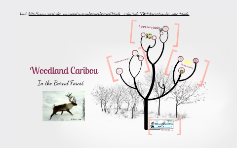 Woodland Caribou in the Boreal Forest by Tanner Flinn on Prezi