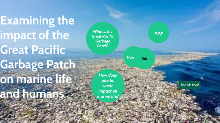 Examining the impact of the Great Pacific Garbage Patch on marine life ...