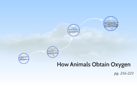 How Animals Obtain Oxygen by Lisette Hernandez on Prezi