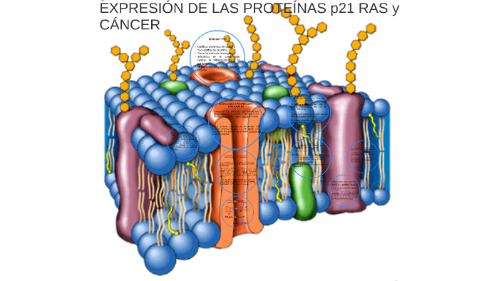 EXPRESIÓN DE LAS PROTEÍNAS p21 RAS y CÁNCER by Emily Gabriela Caicedo ...