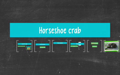 Horseshoe crab by Natalie Alicea on Prezi
