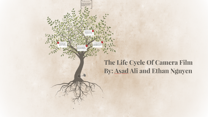 The Life Cycle Of Camera Film by Ethan Ali on Prezi