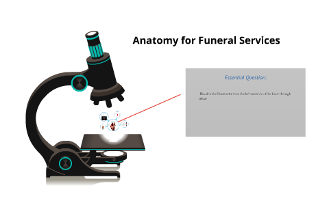Anatomy for Funeral Services by Andrew Ball on Prezi