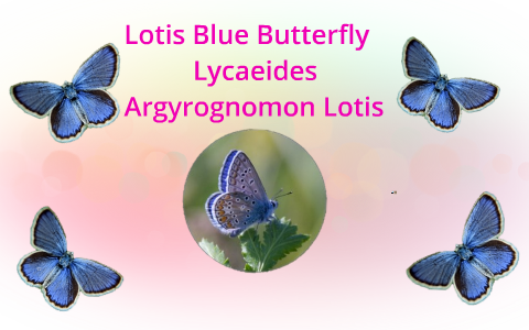 Lotis Blue Butterfly by Andry Garcia on Prezi