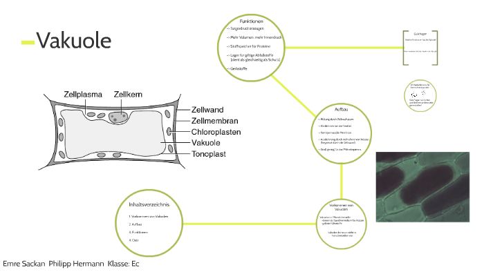 Vakuole by Philipp Hermann on Prezi