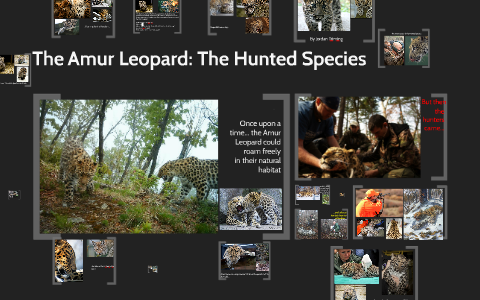 The Amur Leopard: The Hunted Species by Jordan Triming on Prezi