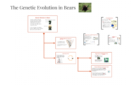 The Genetic Evolution in Bears by Robert Allen on Prezi